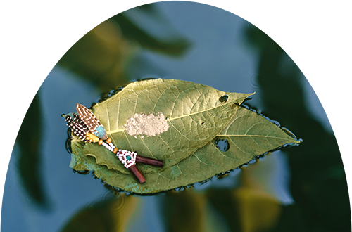 Hapé ceremony - Higher Freedom